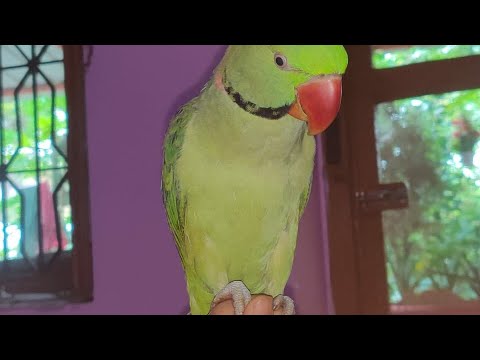 TITU sitting on my finger | How to train your parrot to sit on finger ...