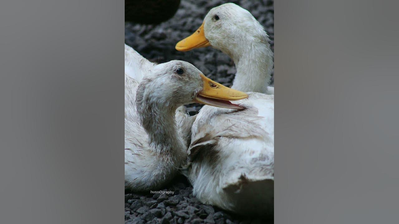 #duck #ducks #ducksofinstagram #nature #birds #bird #duckhunting #waterfowl #wildlife #ducklife ...