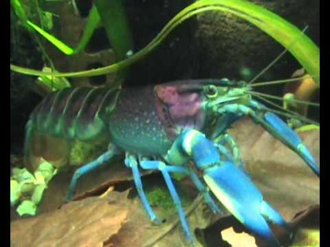 Cherax sp. Hoa Creek/Irian Jaya 2011.wmv - YouTube