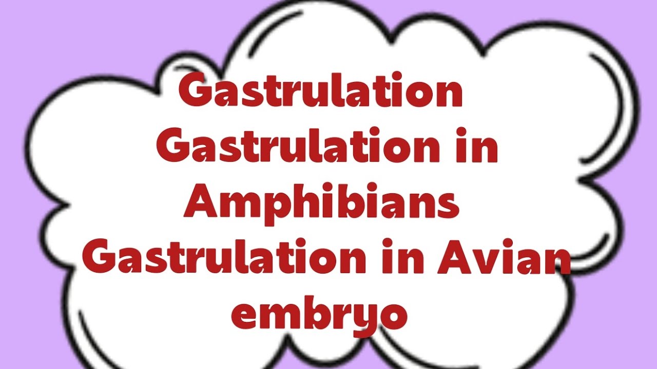 Gastrulation - gastrulation in Amphibians and gastrulation in Avian ...