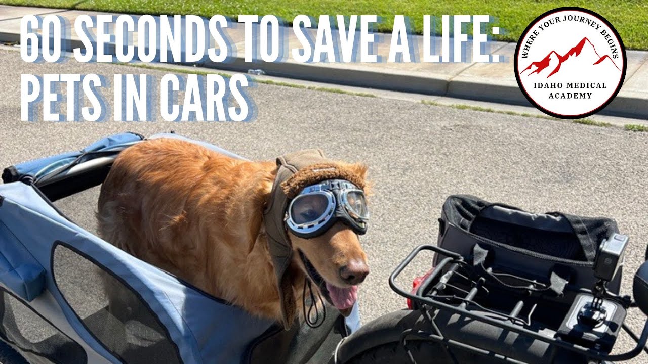 60 Seconds to Save a Life: Pets In Cars - YouTube