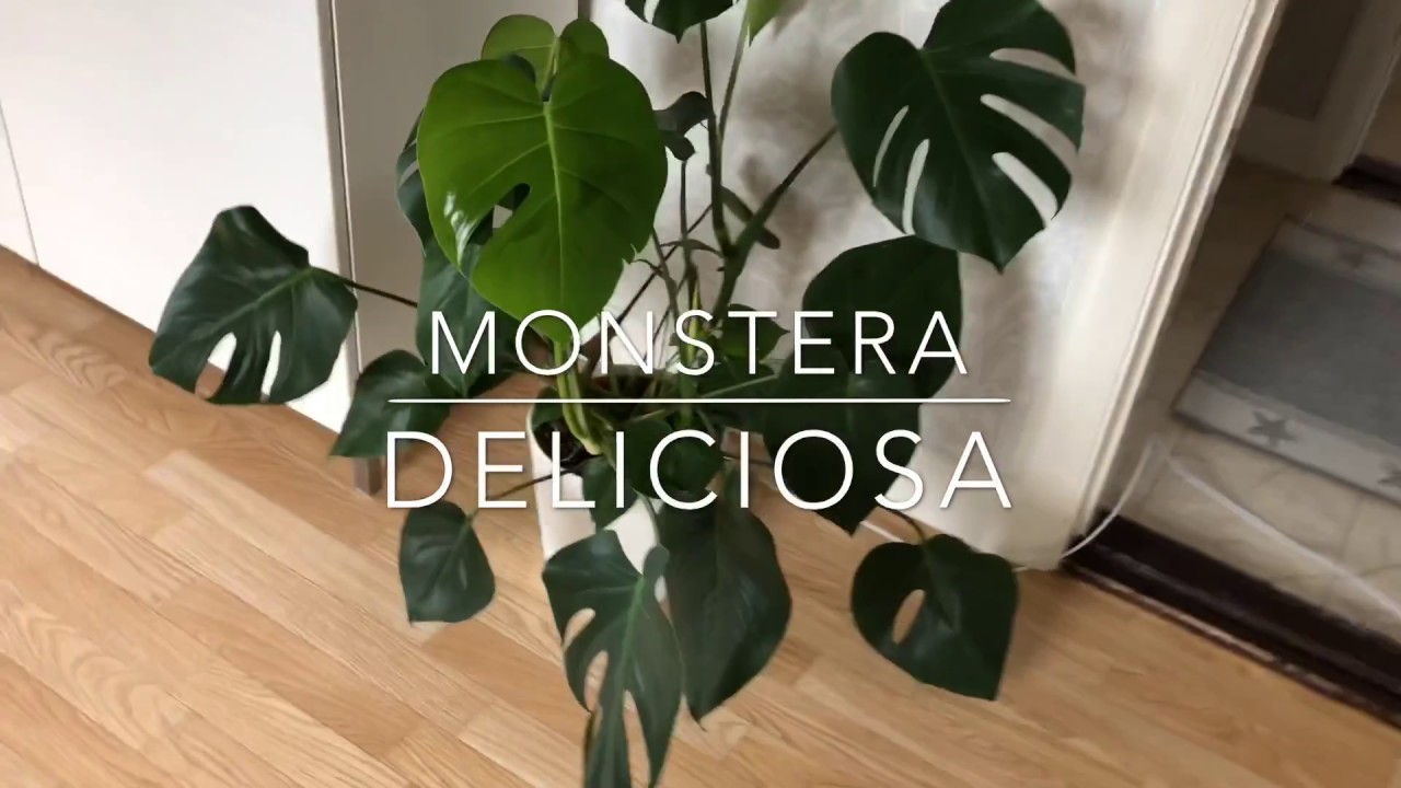 Stickling av Monstera Deliciosa - YouTube