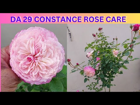 DA 29 CONSTANCE ROSE PLANT CARE || DAVID AUSTIN ROSE || - YouTube