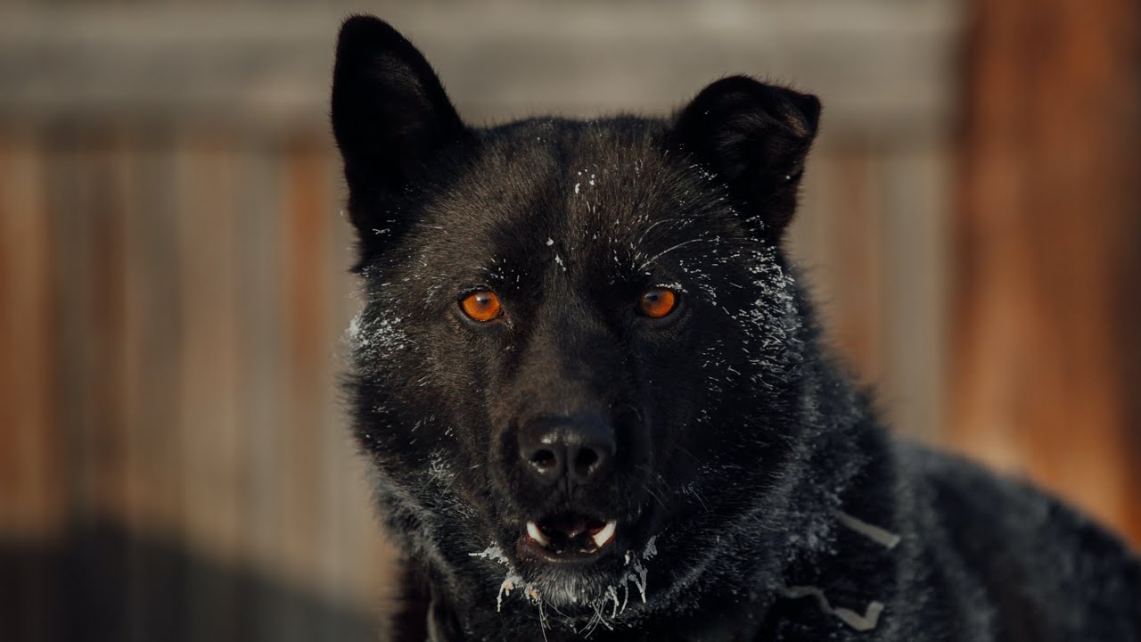 National Geographic ALFA Kurt Belgeseli - YouTube