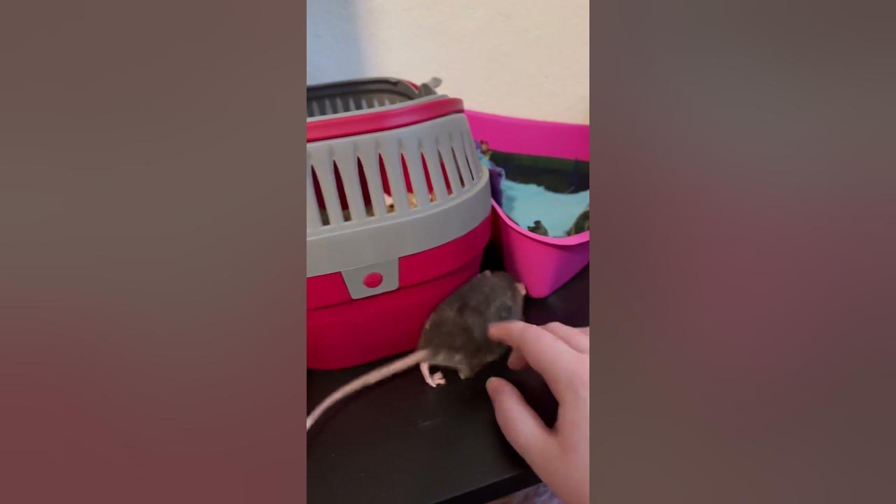 Silly Dwarf Rats - YouTube