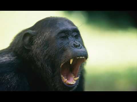 2 Hours Monkey Sounds Ape Sounds Effects