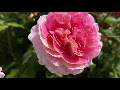 Rose: Fun in the Sun - YouTube