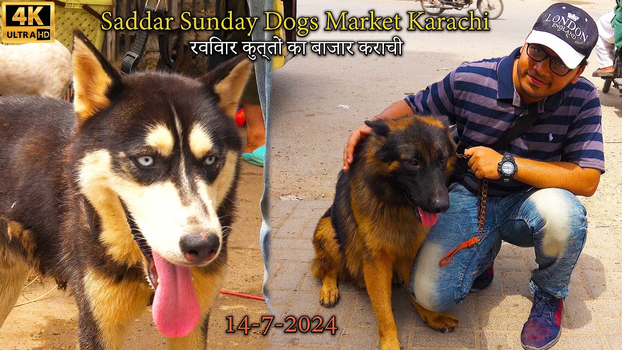 Saddar Exotic Dogs Market 14-7-2024 Karachi | unique and Rare Dogs ...