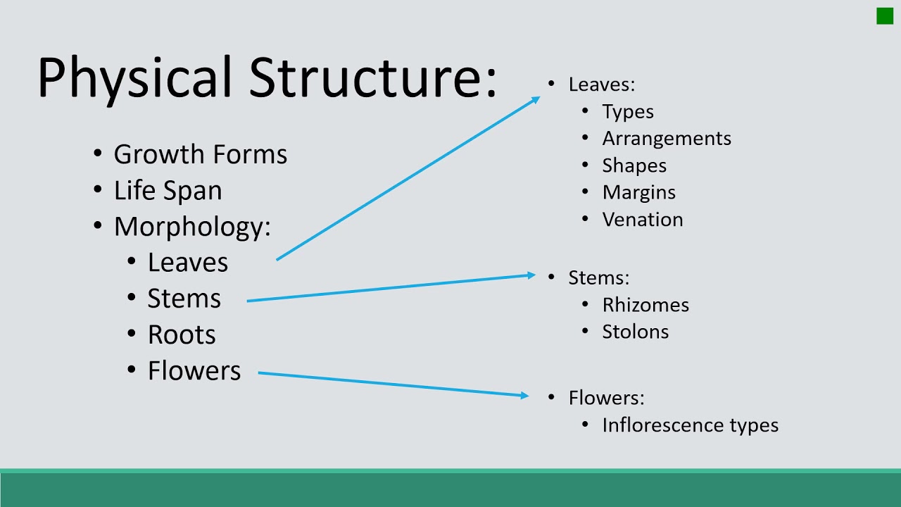 Dichotomous Key - YouTube