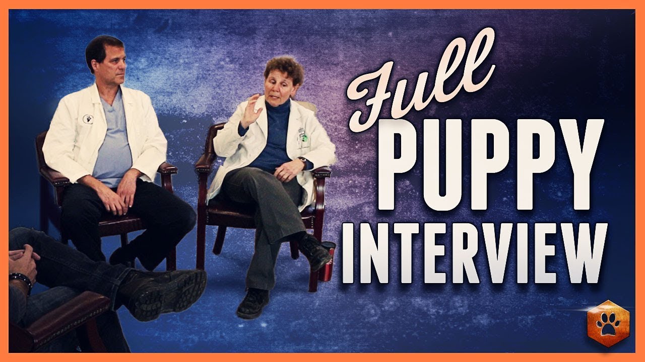 Keys to Raising a puppy: Full Vet Interview - YouTube