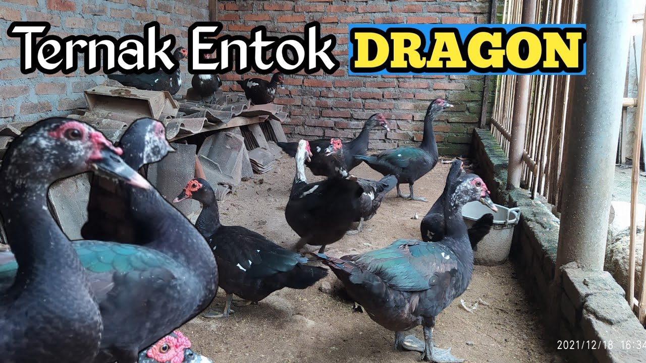 Ternak entok jenis dragon - YouTube