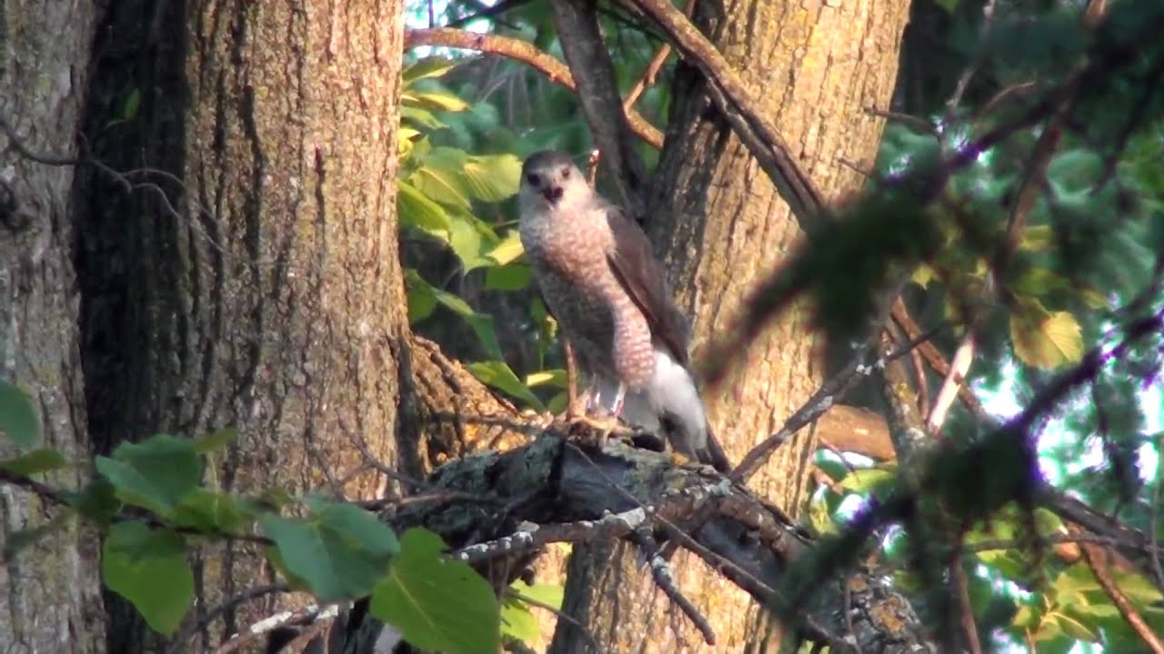 Cooper's Hawk (Accipitridae: Accipiter cooperii) Scolds Decoy Owl - YouTube
