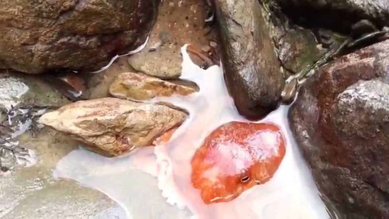 Octopus in wicklow, ireland - YouTube
