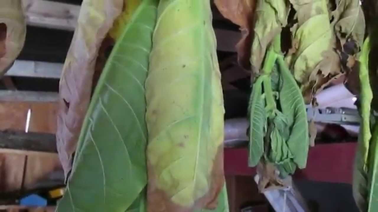 7 Burley Tobacco Planting and Curing series 7 - YouTube