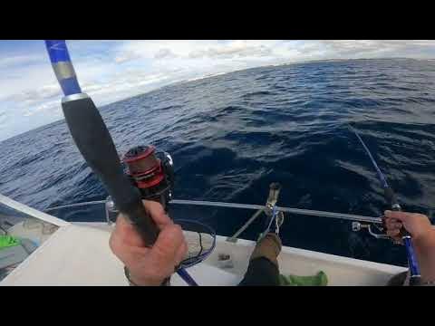 Pesca ao choco Eging em Albufeira, 4 capturas em 10 minutos. - YouTube