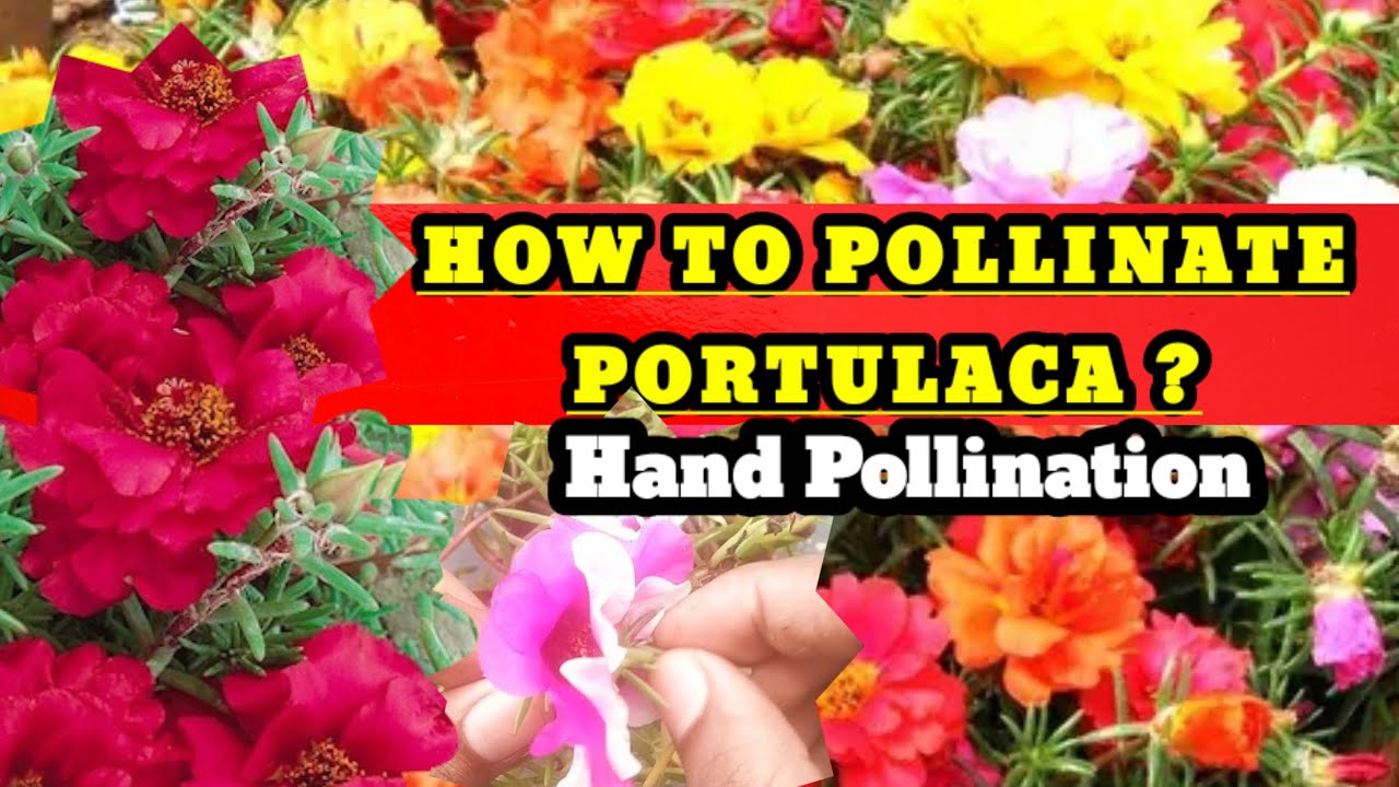 How To Pollinate Portulaca / Moss Rose Flowers|Get Different Colour ...