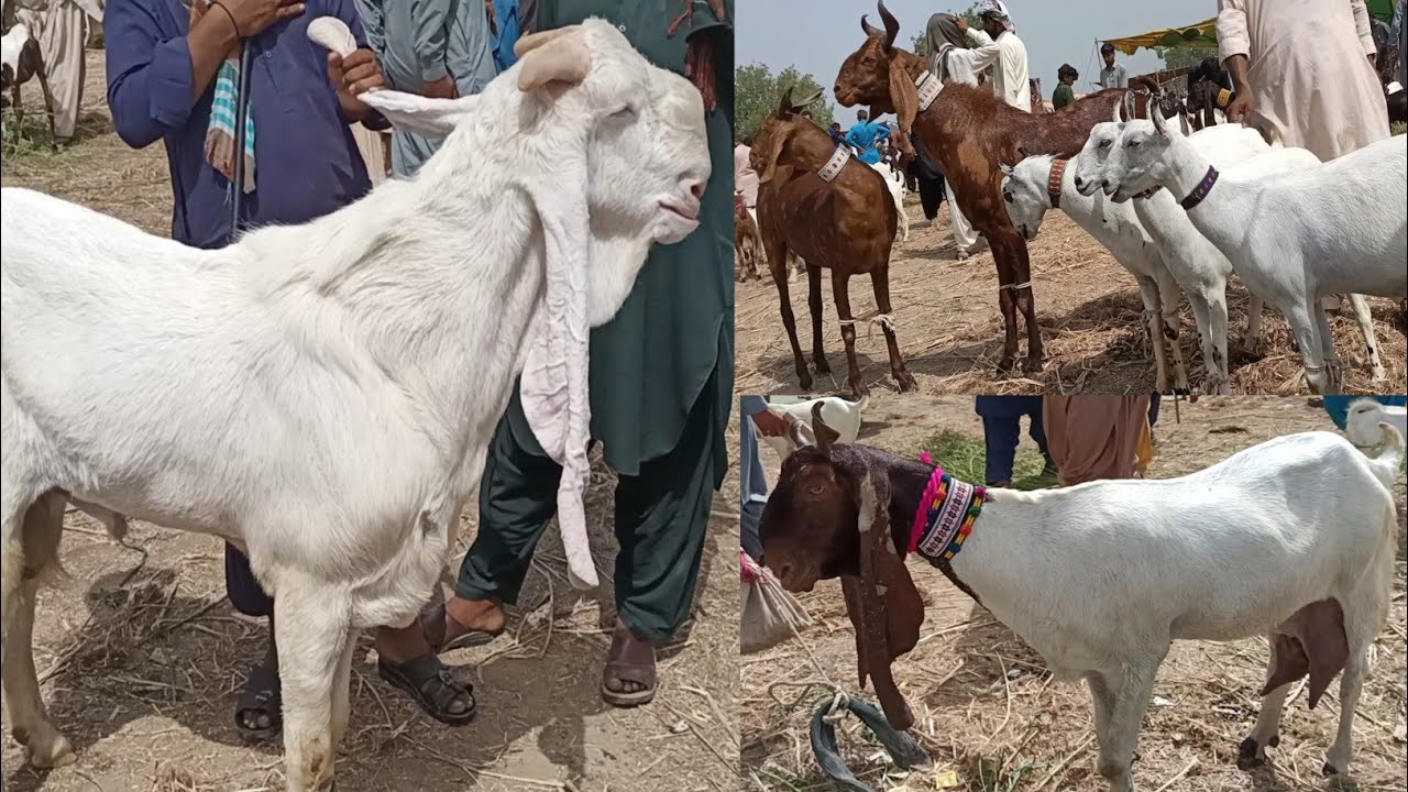Sindhi goat breeds - YouTube