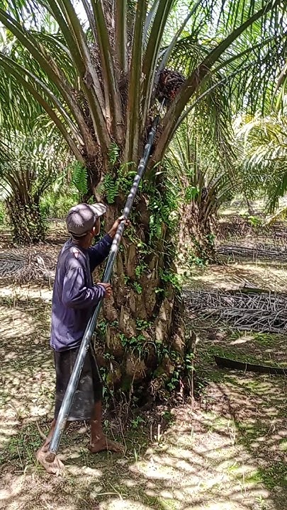 Cara Pemanen Sawit Curi Buah Sawit 🤔🤔🤔🤔🤔 - YouTube
