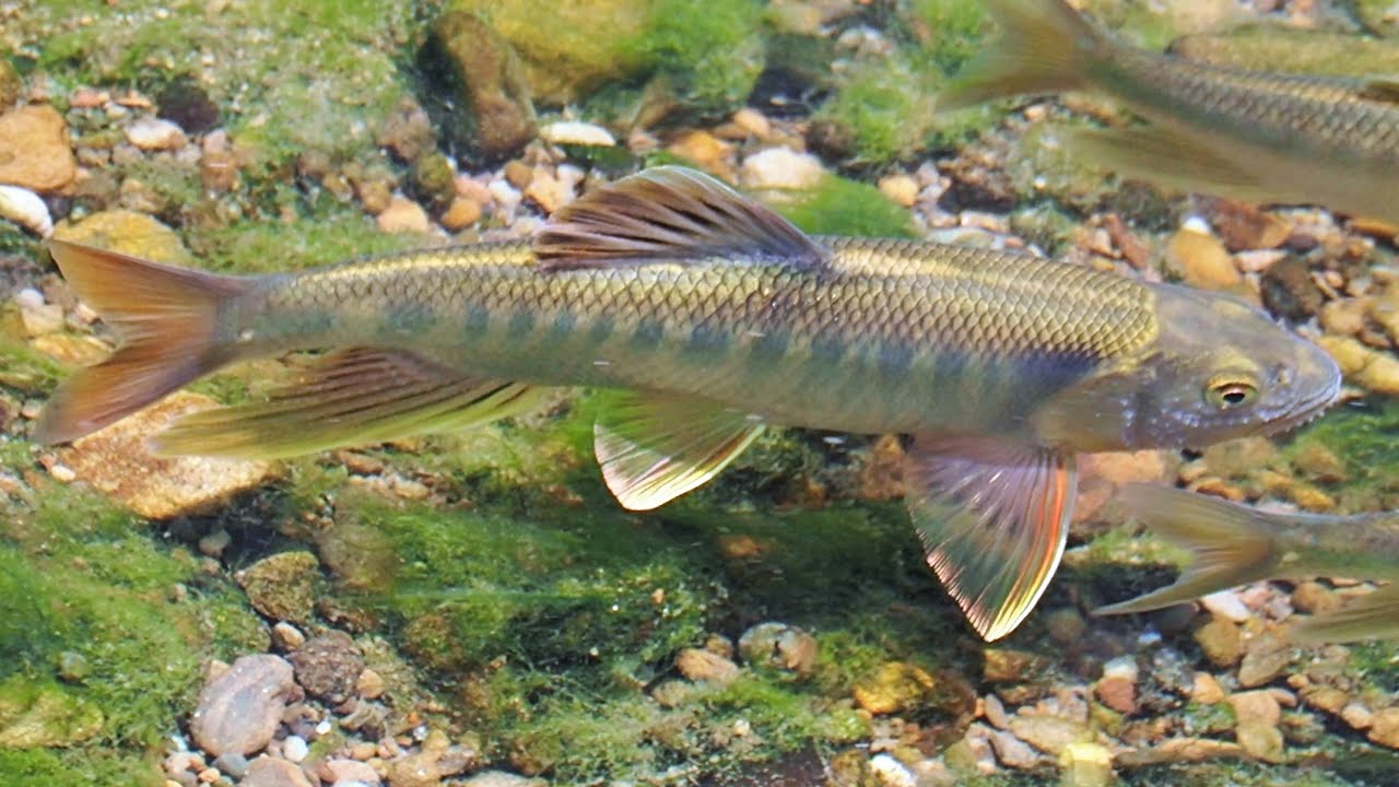 1100515 Thickhead chub is a very popular freshwater fish in Taiwan ...