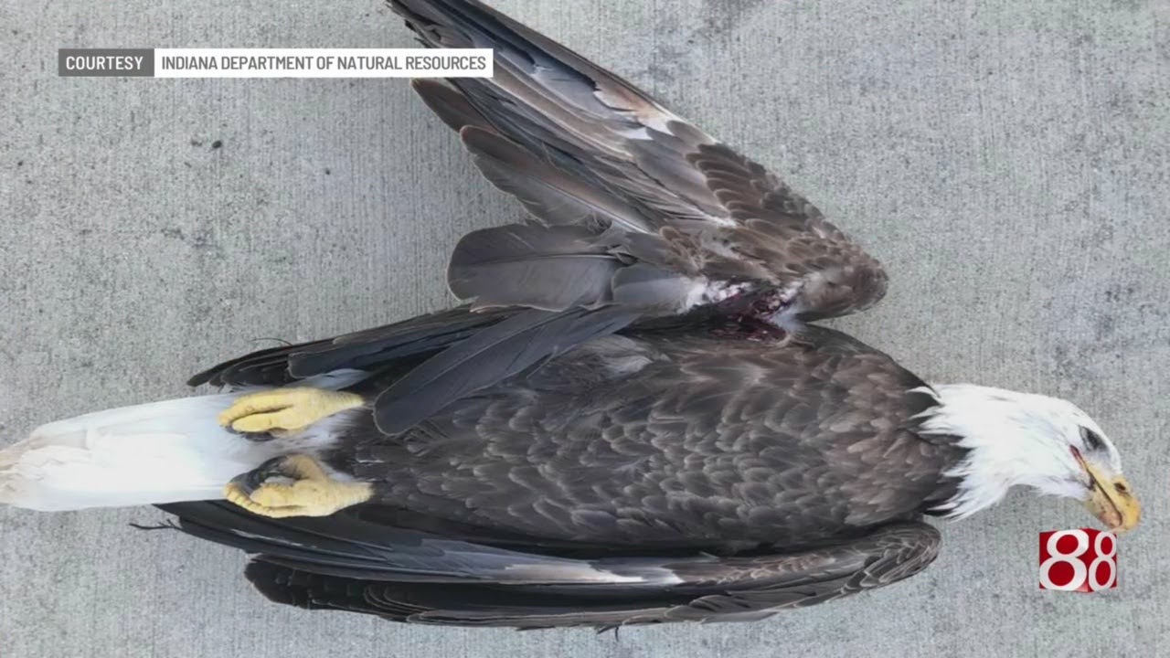 Bald Eagle shot - YouTube