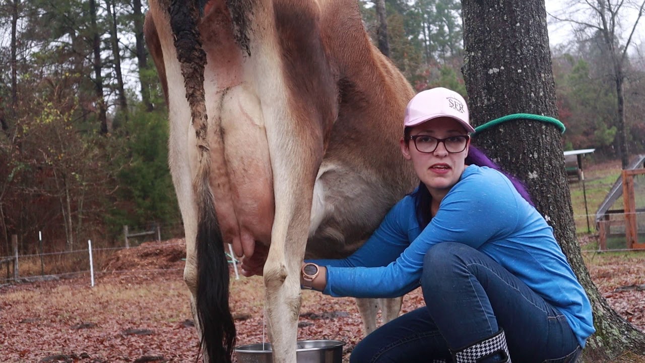 Milking our family cow | improvement on her cream line - YouTube