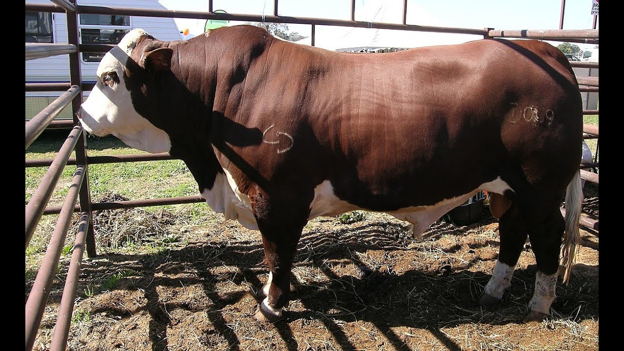 Autralian bull | bulls | bull farm | Cattle | Zoo Network - YouTube