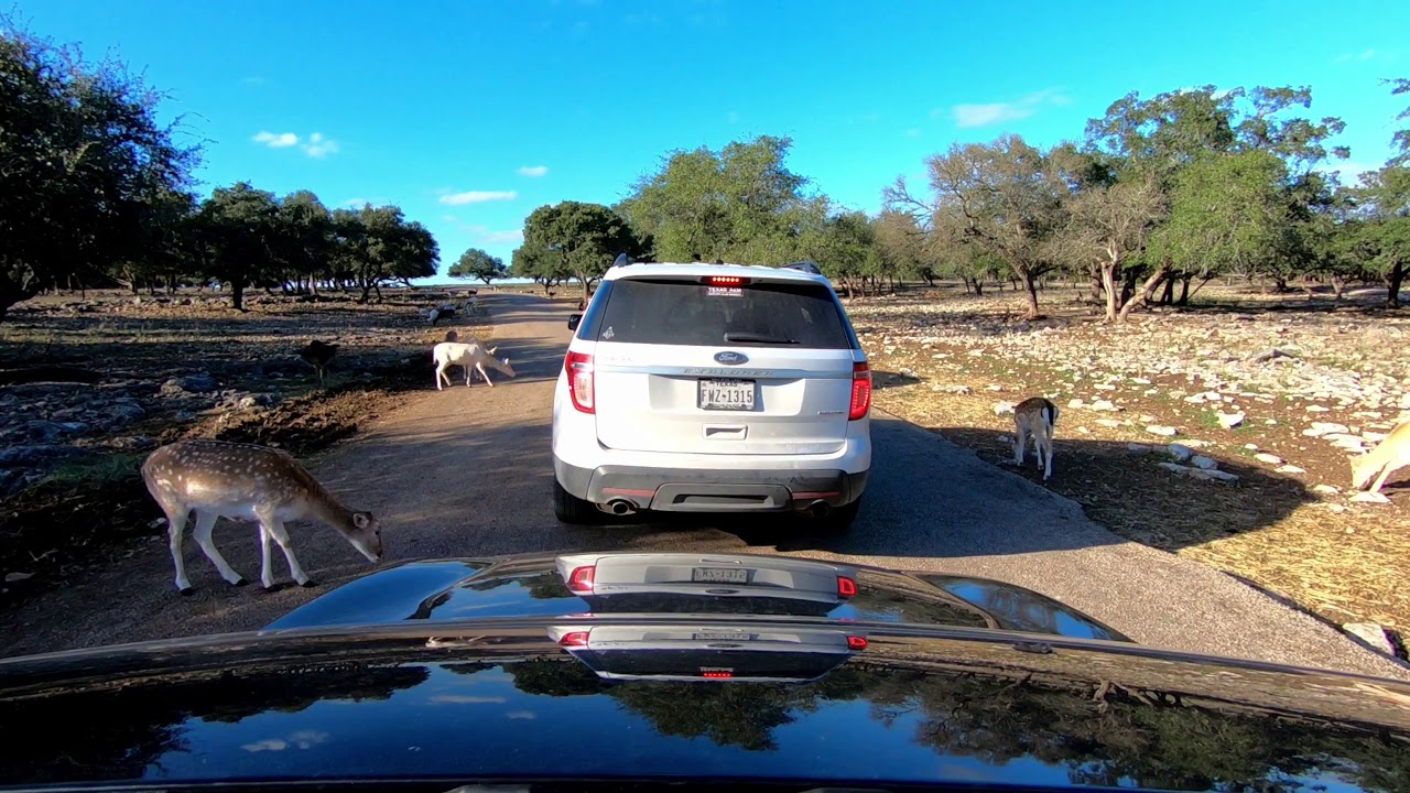Natural Bridge Wildlife Ranch , San Antonio, TX - YouTube