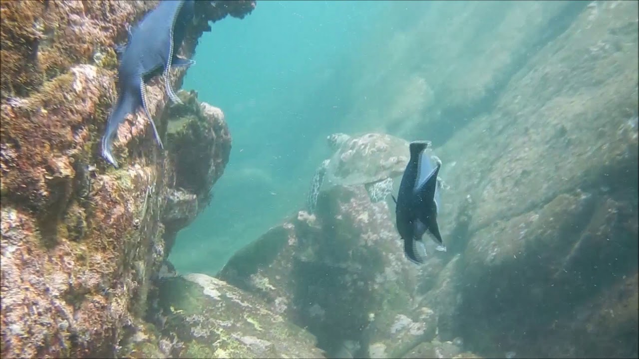 Ven y descubre Huatulco a profundidad con Buceo Huatulco - YouTube