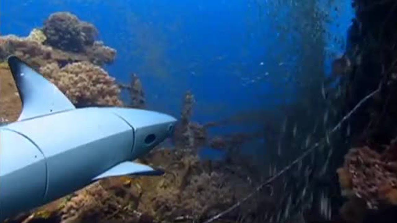 Can Roboshark Fool the Reef Sharks? | Swimming with Roboshark | BBC ...