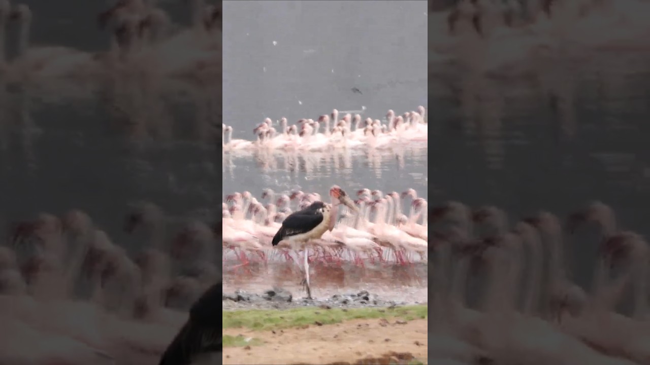 Marabou Stork and Flamingos #shorts - YouTube