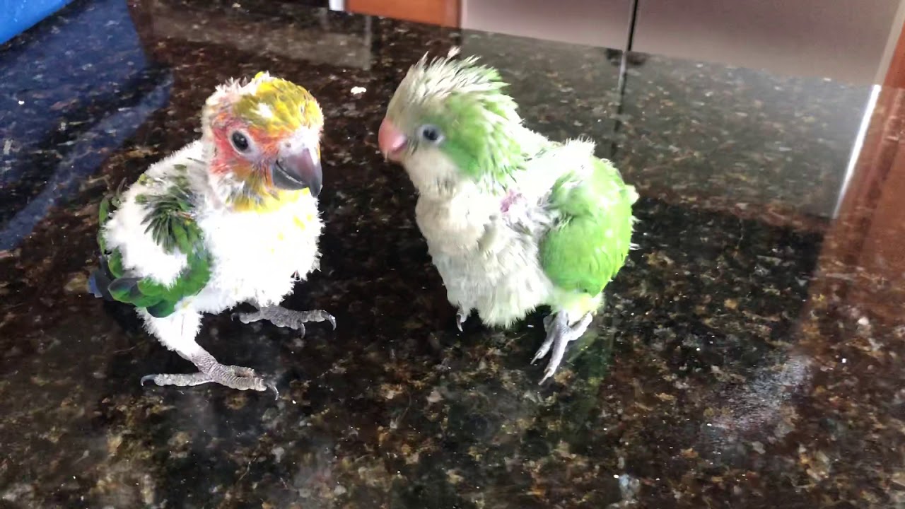 Quaker parrot and sun conure babies - YouTube