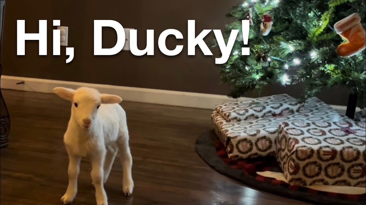Hi, Ducky! - YouTube
