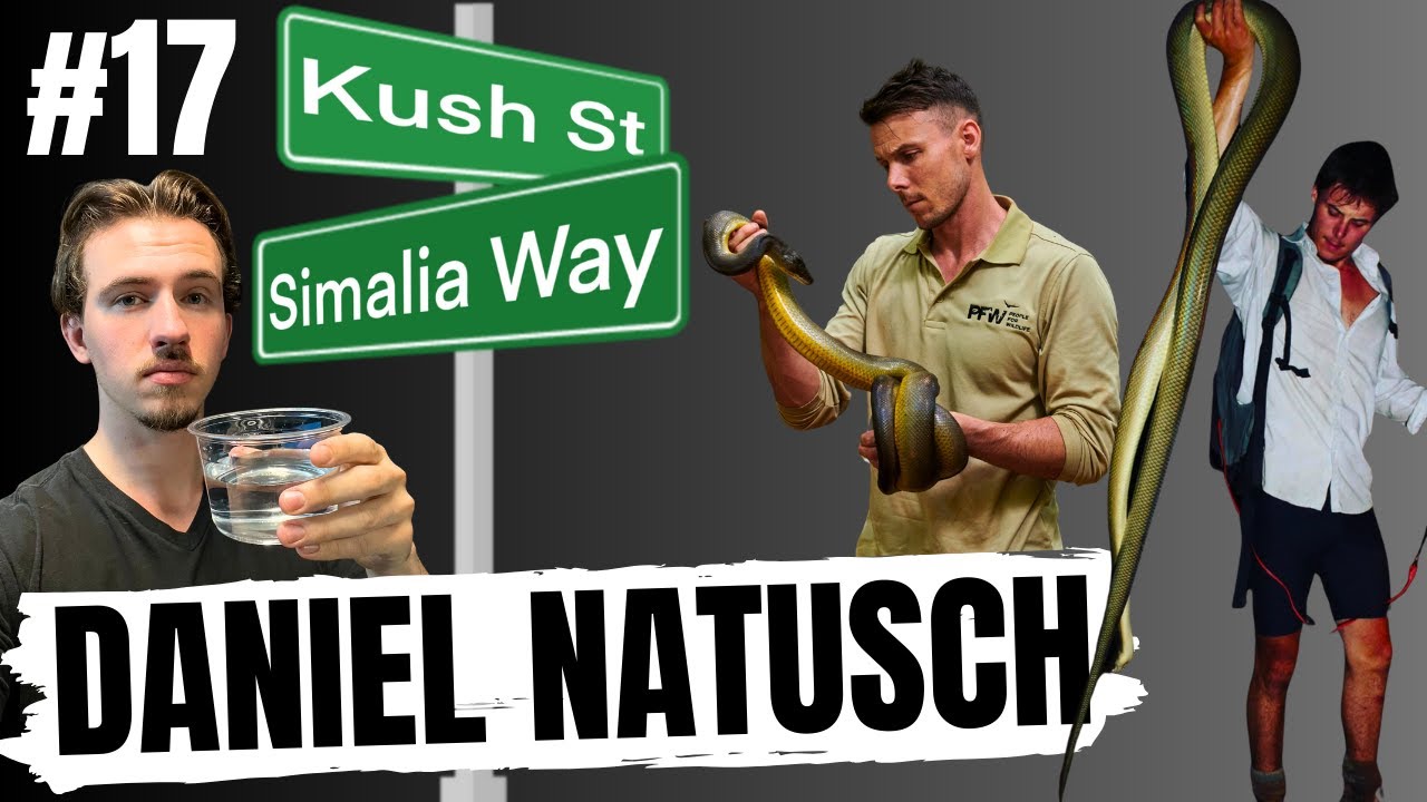 THE TRUTH ABOUT SCRUB PYTHONS IN THE WILD w/ DAN NATUSCH | KUSH'S KORNER LIVE - YouTube