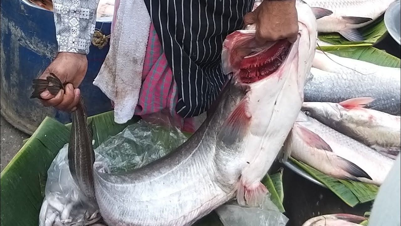 Amazing Fish Cutting Skills. 13Kg+ Big Boal Fish Cutting Skills In ...