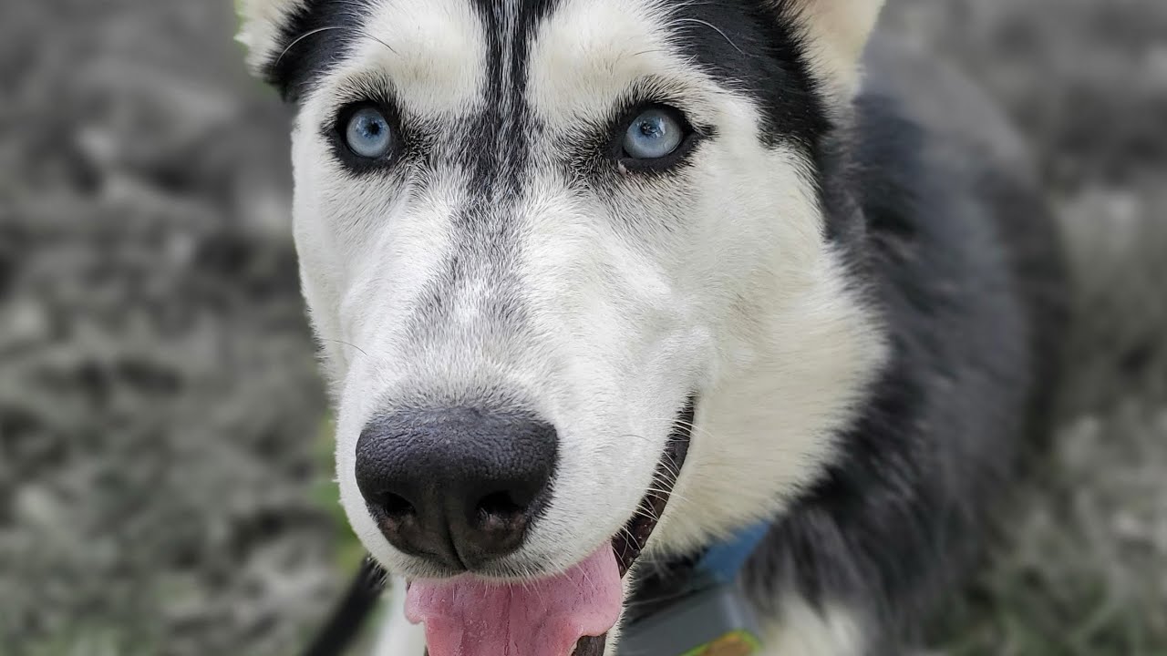 Door Manners | Zoey | Siberian Husky | Cincinnati Dog Trainers Off ...