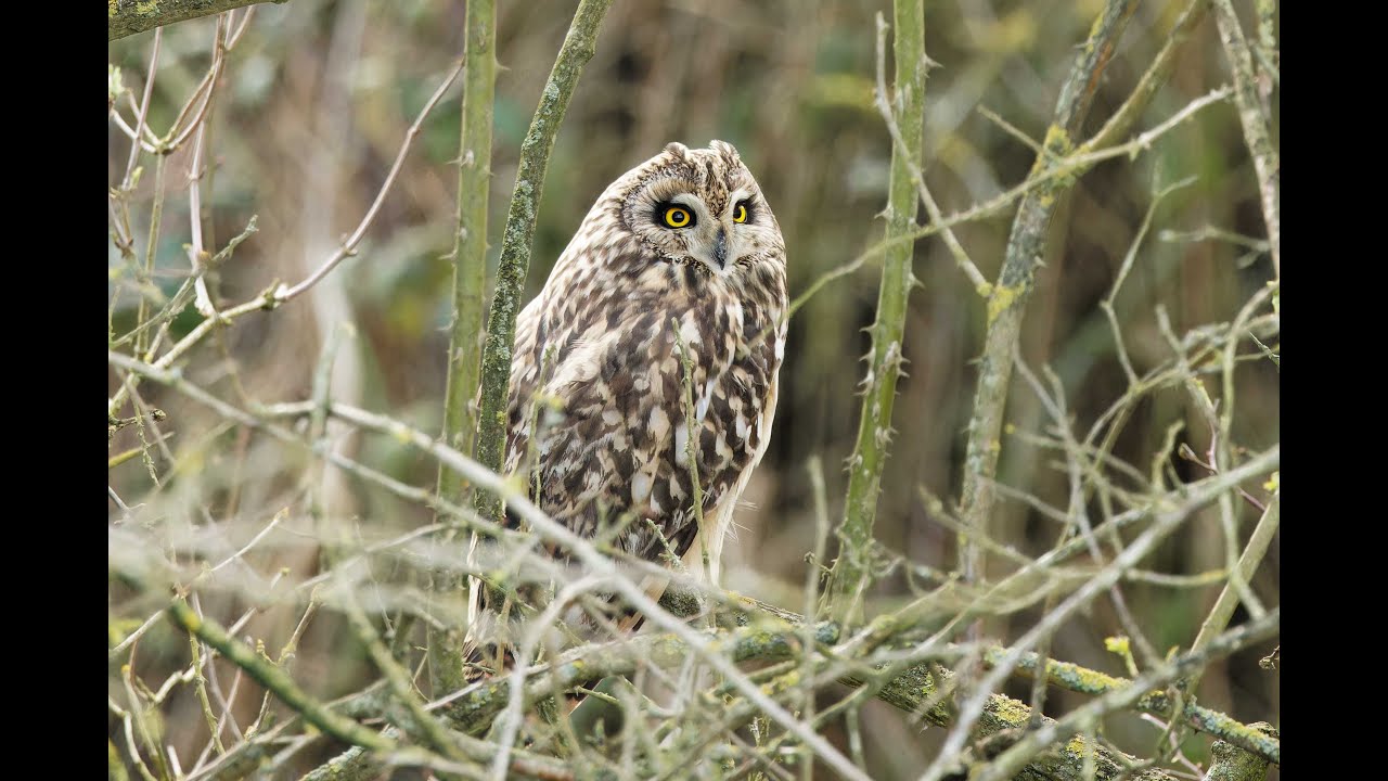 Short-eared Owl, Eldernell, Cambridgeshire, 25/2/24 - YouTube