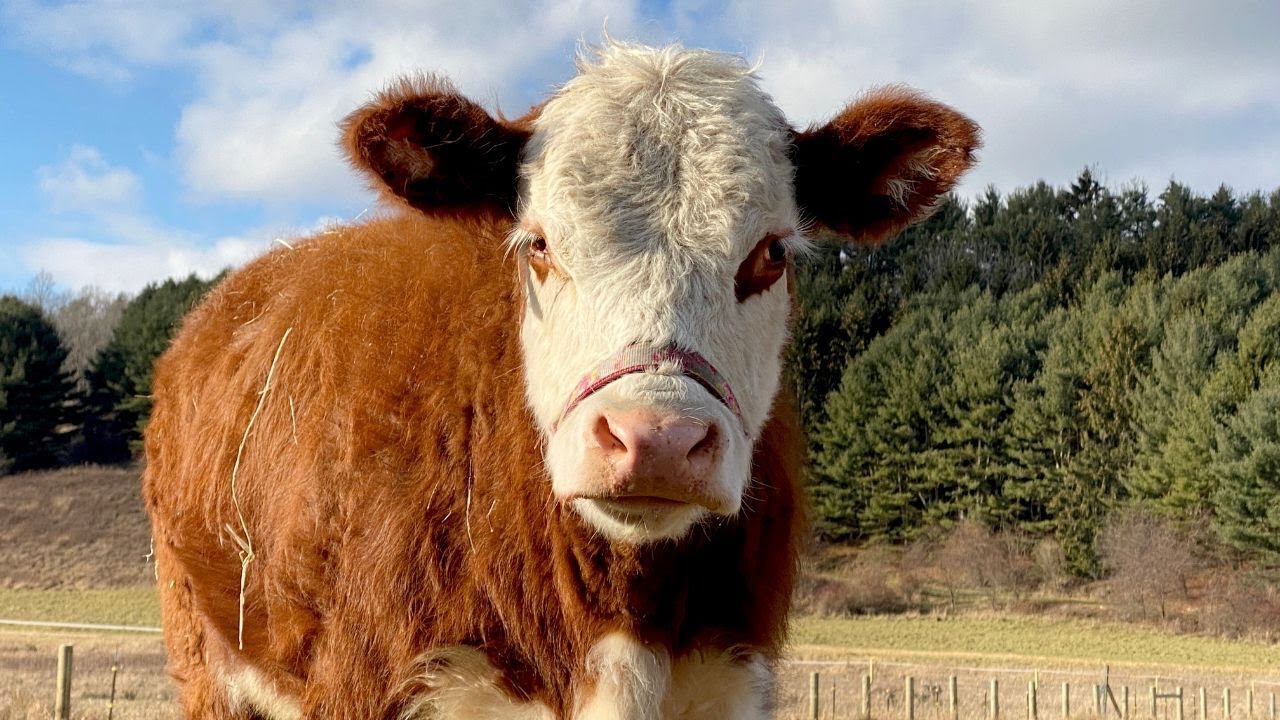 Harold, the cow escaped when he was three months old! | The Koala - YouTube