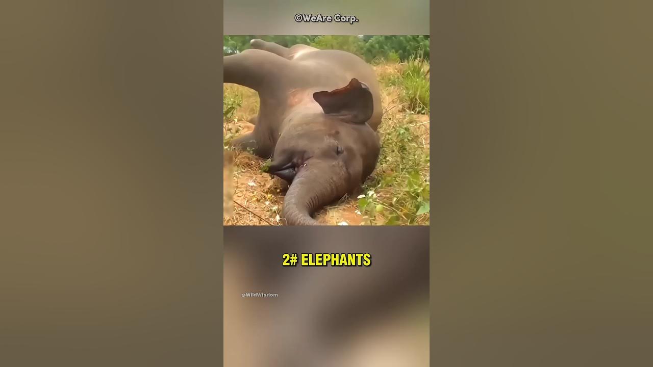 Animals That Explode Like Bomb After They Die #shorts - YouTube