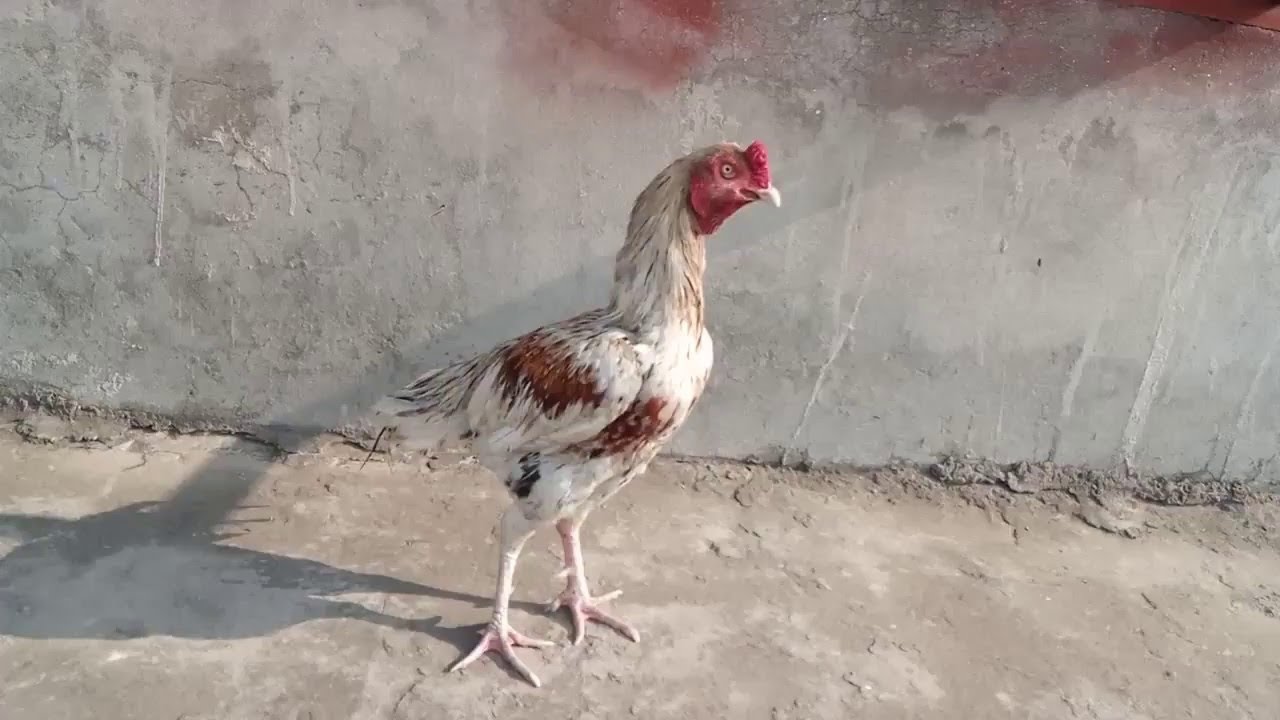 Aseel chicken Hen and chozy - YouTube