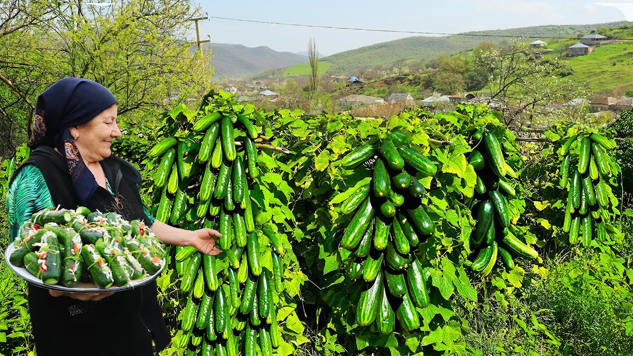 NEW RECIPE! You've never had pickled cucumbers like this! Harvesting ...