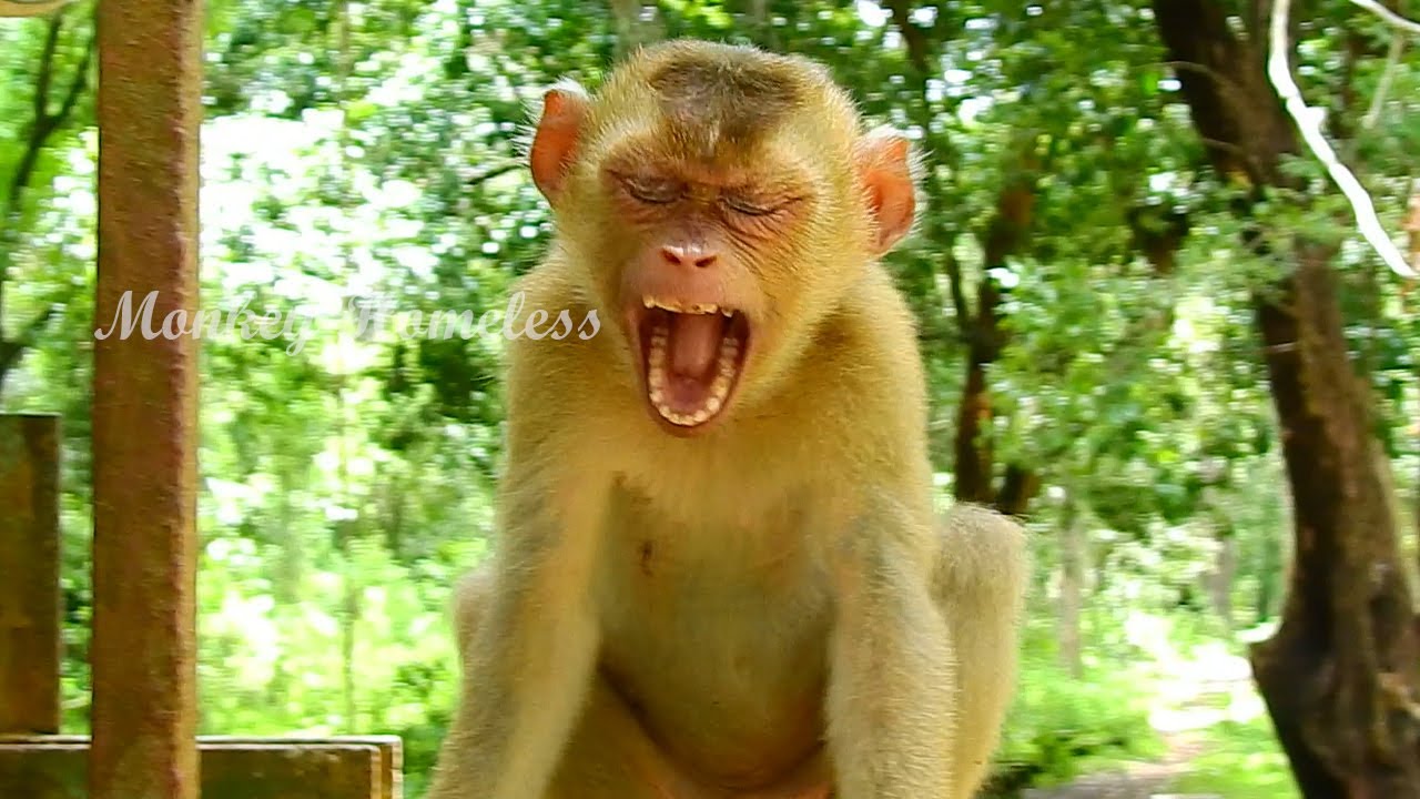 MONKEY ROJO SHOW UP WHAT HE DREAM FOR YOU TO SEE - YouTube