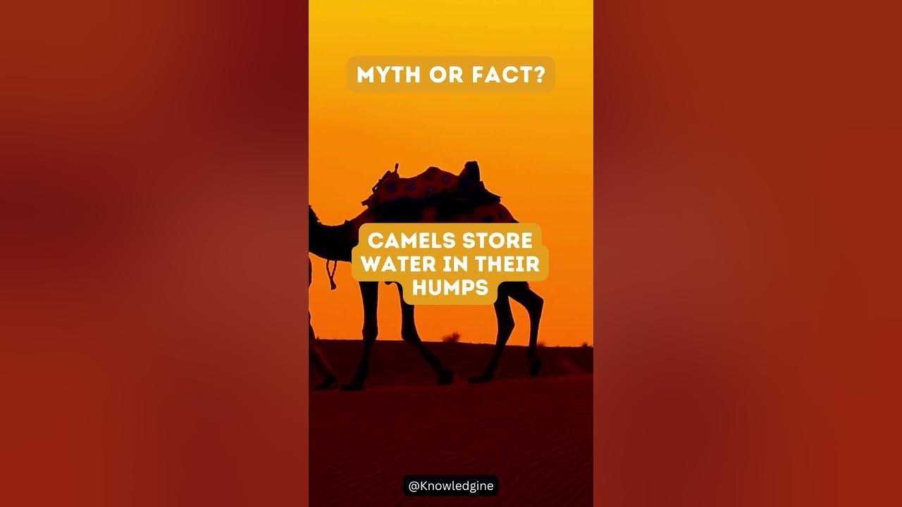 Myth Or Fact YouTube myth-or-fact-youtube