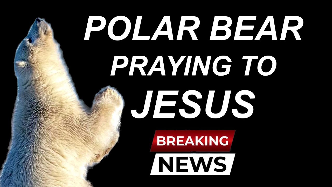 Polar Bear Photograped Praying Next To A Cross - YouTube