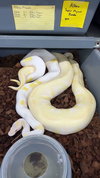 Crazy Cherry Bomb Ball Python pairing! - YouTube