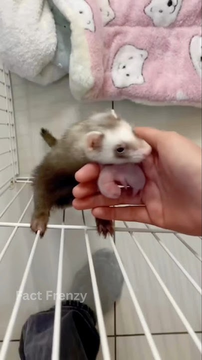 Never Do This To Your Ferret, New Born Baby Ferret #shorts #facts # ...