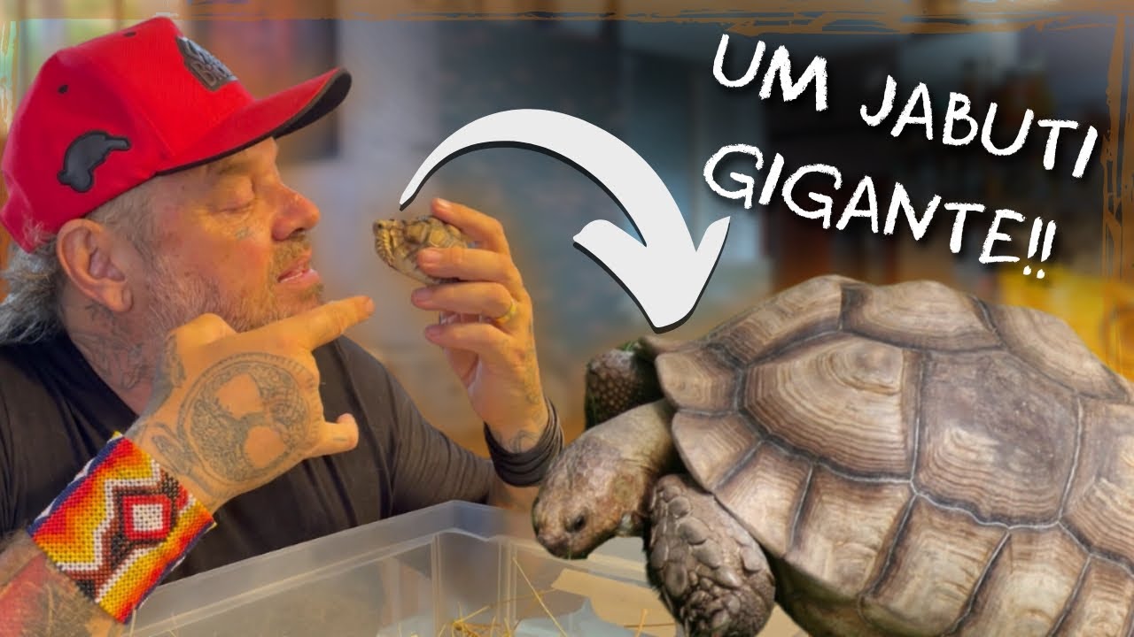 UM DOS MAIORES JABUTIS DO MUNDO NA CASA DOS BICHOS?! - YouTube