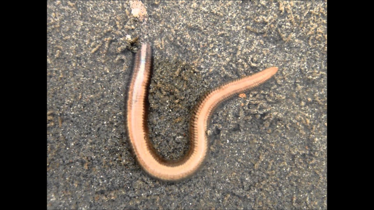 Nephtys spp. - Goddess Worm - YouTube
