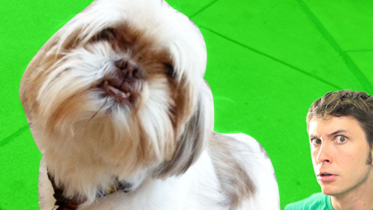 DANCE PUPPY - YouTube