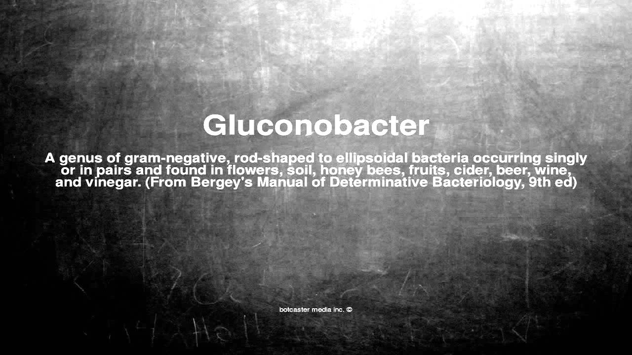 Medical vocabulary: What does Gluconobacter mean - YouTube