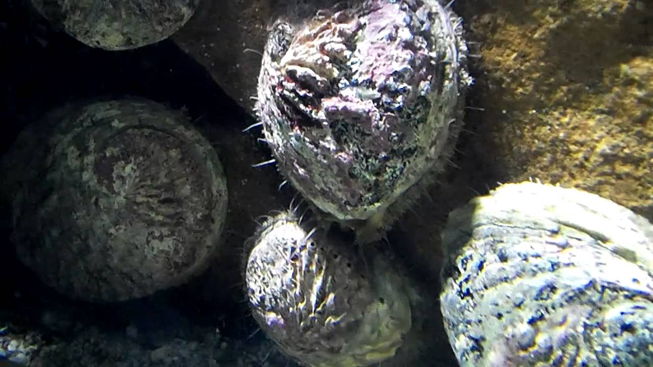 Abalone of Perlemoen schelp - YouTube